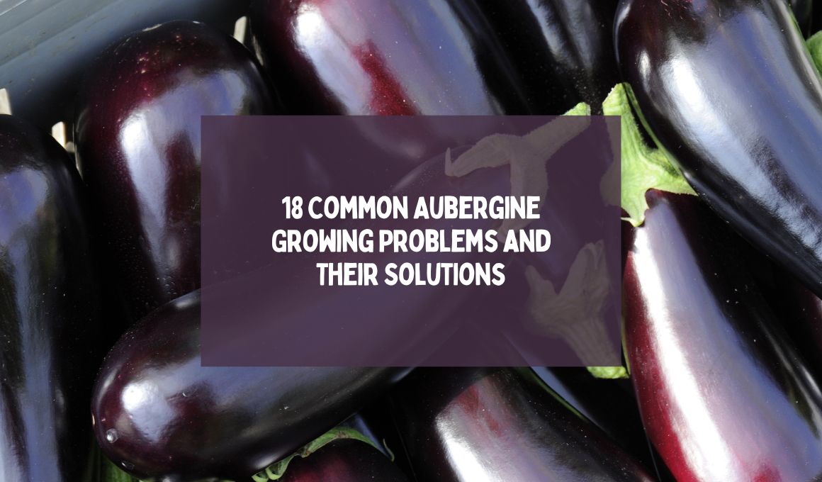 18 Common Aubergine Growing Problems and Their Solutions - Happiness ...