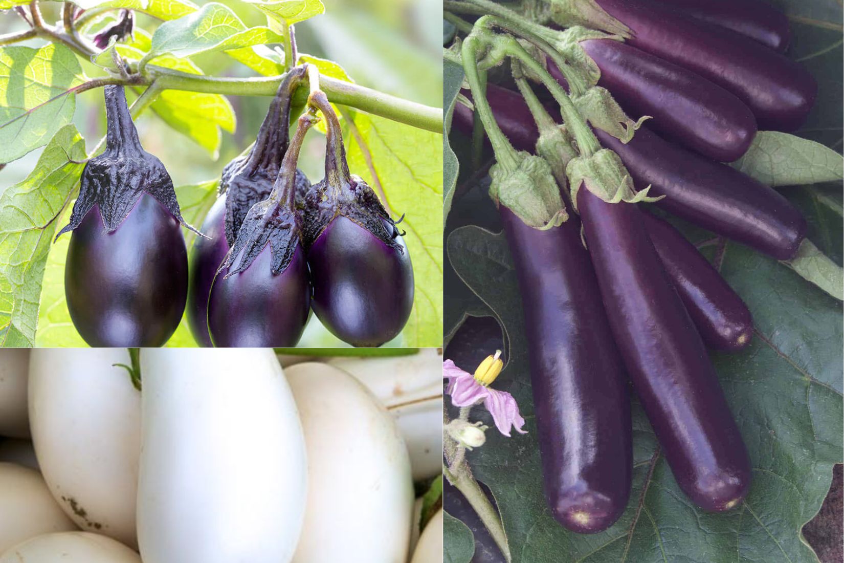 How To Grow Eggplants In Containers - Aubergine Container Gardening ...