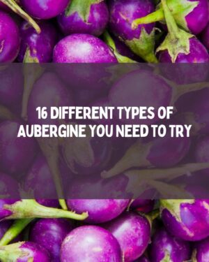 Eggplant Water Requirements: How Much Water Do Eggplants Need ...