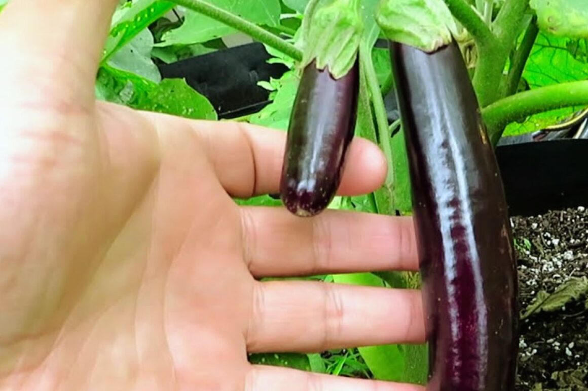 Little Finger Eggplant: Growing Tips, Care, and Recipes - Happiness ...