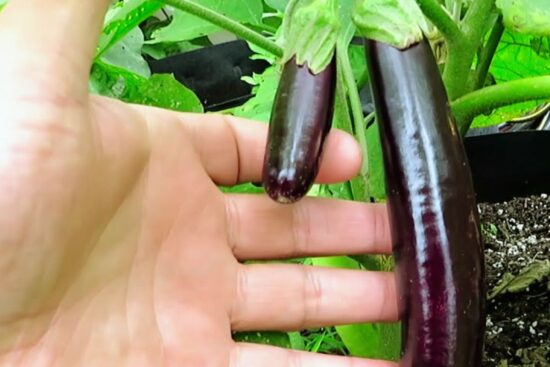 Little Finger Eggplant: Growing Tips, Care, and Recipes - Happiness ...