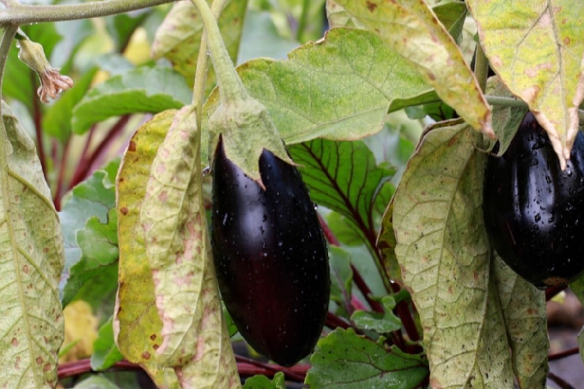 Eggplant Leaves Turning Yellow